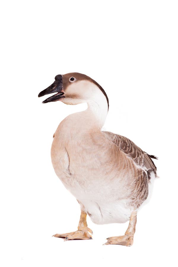 Oca Domestica Di Brown Su Bianco Fotografia Stock - Immagine di esterno ...