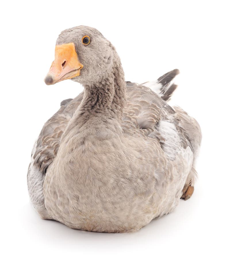Oca grigia fotografia stock. Immagine di marrone, podere - 76577144