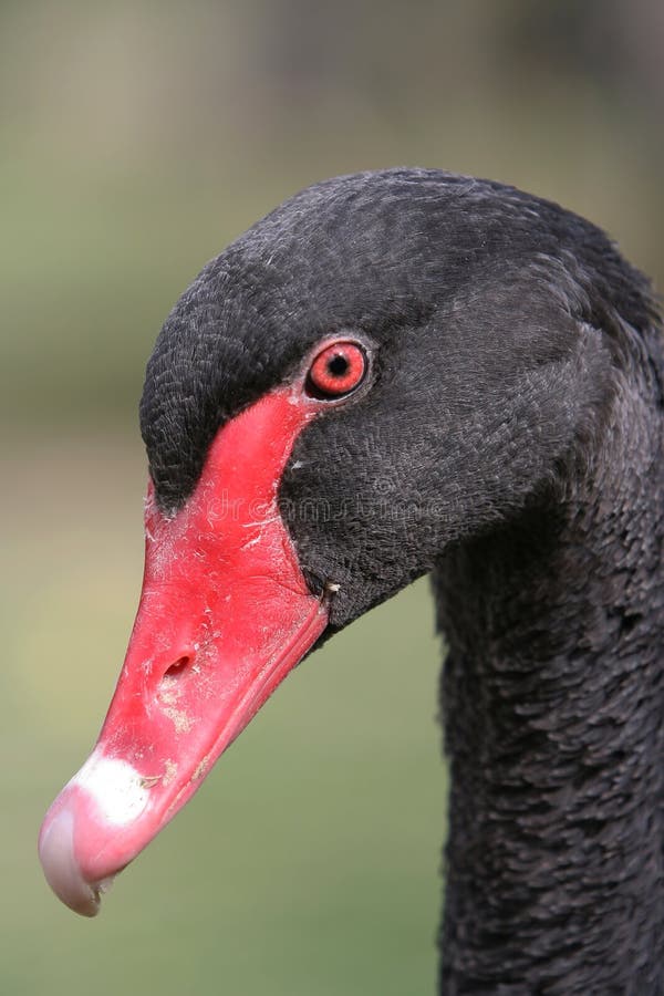 Oca nera fotografia stock. Immagine di nave, tagliente - 11143448