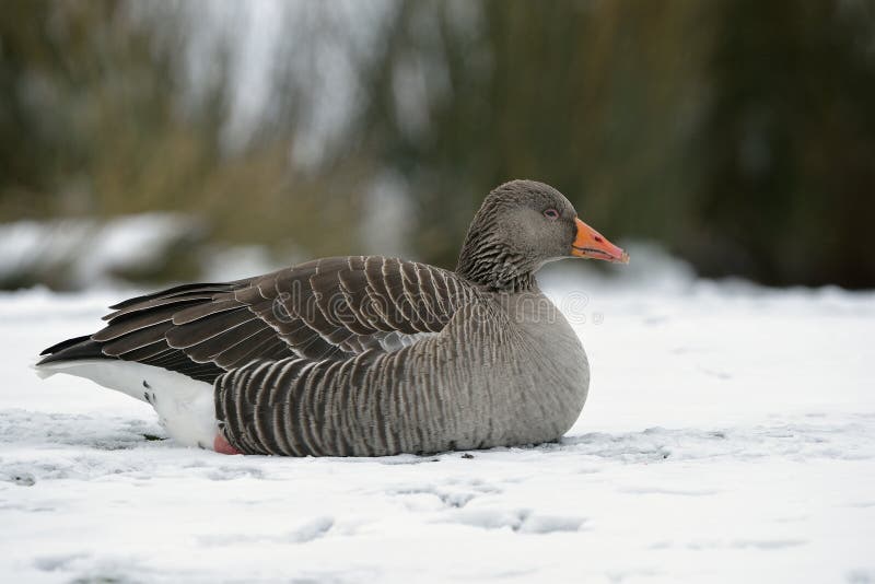 Oca Di Oca Selvatica - Anser Del Anser Fotografia Stock - Immagine di ...