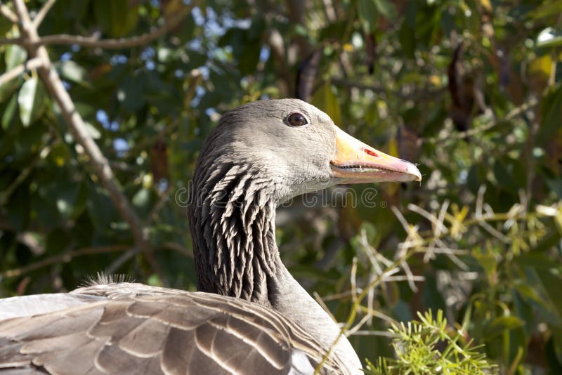 178 Oca Con Il Becco Rosso Foto - Foto Stock Gratis e Royalty-Free da ...