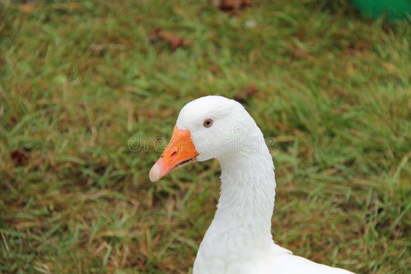 Oca selvatica bianca fotografia stock. Immagine di soleggiato - 51454054