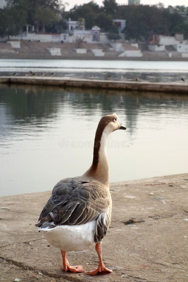 Oca Sul Lago Ragiastan Pushkar Fotografia Stock - Immagine di bianco ...