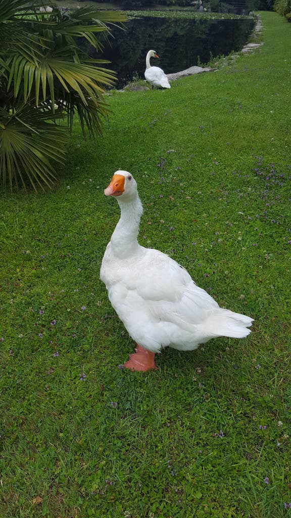 Oca stock photo. Image of cigno, bianca, uccello, animale - 99048110