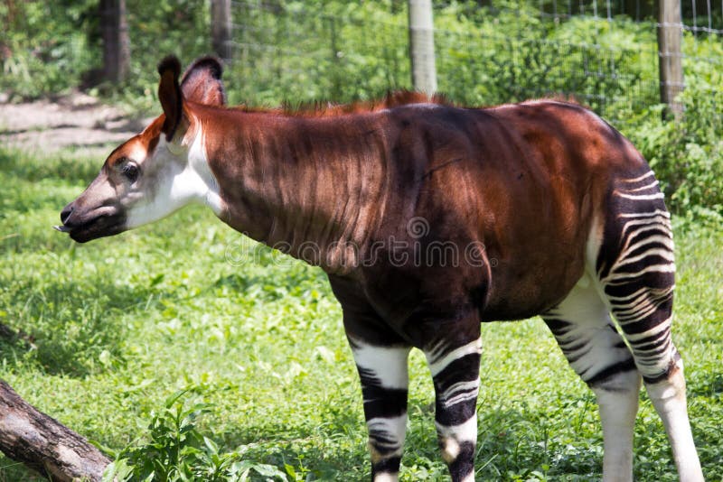 Ocapi imagem de stock. Imagem de listras, experiência - 32874789