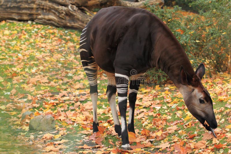 224 Ocapi Fotos - Fotos de Stock Gratuitas e Fotos Royalty-Free Dreamstime