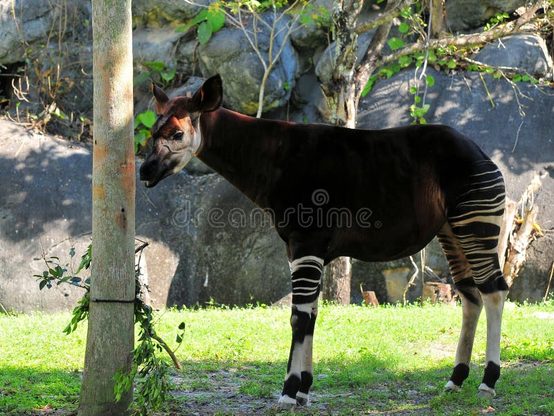 Passeio africano do ocapi imagem de stock. Imagem de metro - 31827831