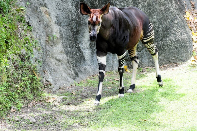 Ocapi Africano Que Anda No Jardim Zoológico Imagem de Stock - Imagem de ...