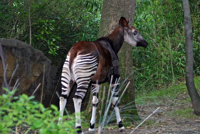 224 Ocapi Fotos - Fotos de Stock Gratuitas e Fotos Royalty-Free Dreamstime