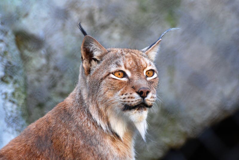 Occhi ambrati, la Lince immagine stock. Immagine di occhi - 7624167