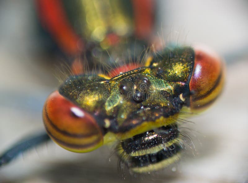 Occhi della libellula immagine stock. Immagine di bellezza - 130762681