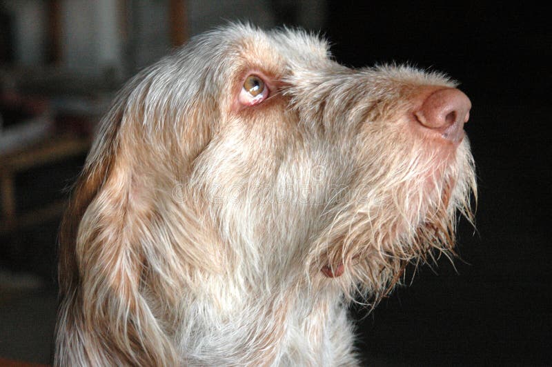Occhio Del ` S Del Cane Di Spinone Fotografia Stock - Immagine di ...