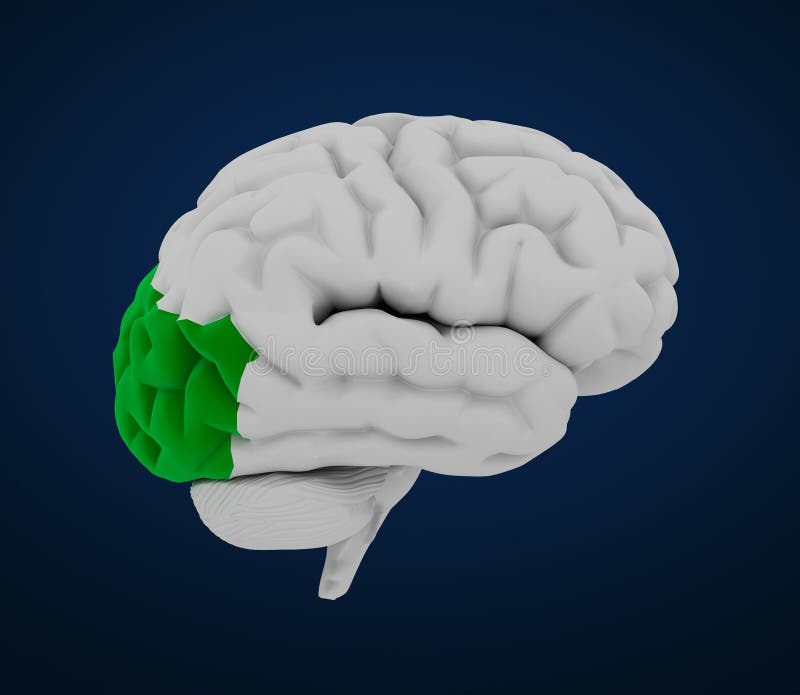 3D Rendering Illustration of Brain Stock Illustration - Illustration of ...