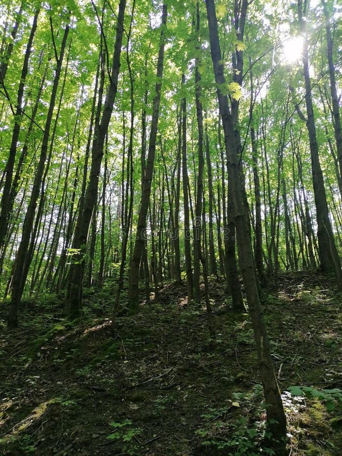Occult hidden forest stock photo. Image of natur, adventure - 234547062