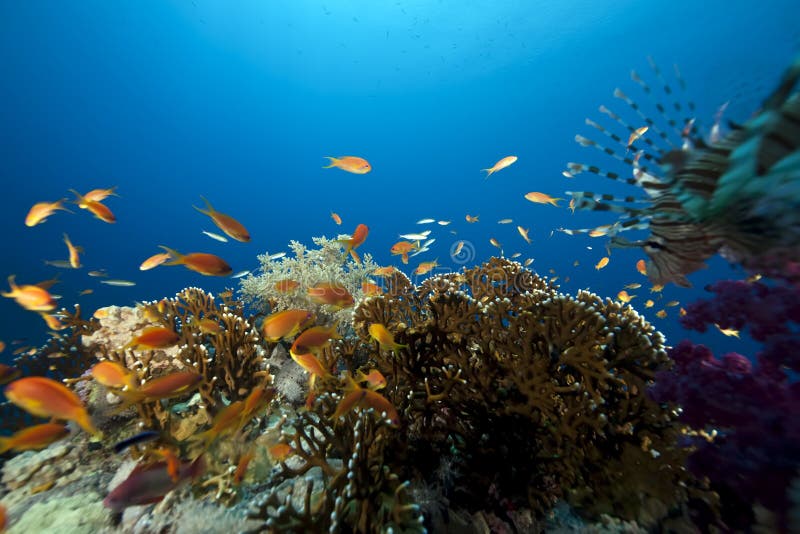 Oceaan en vissen stock foto. Image of ondergedompeld - 11693720