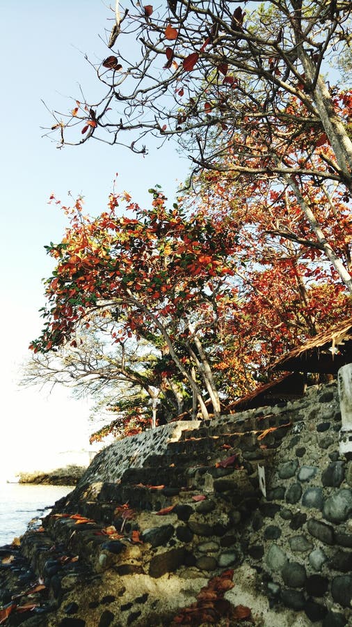 By the ocean stock image. Image of leaves, simple, autumn - 138111335