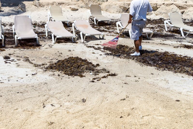 Ocean Beach Resort Cleaning from Seaweeds Stock Photo - Image of ...