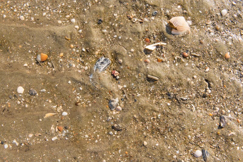 Diverse Sea Shells Collection on Sand Background Stock Photo - Image of ...