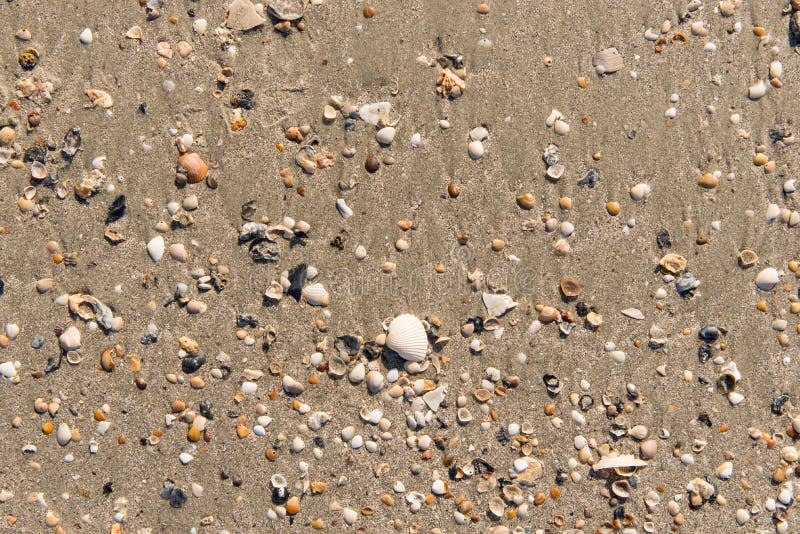 Diverse Sea Shells Collection on Sand Background Stock Photo - Image of ...