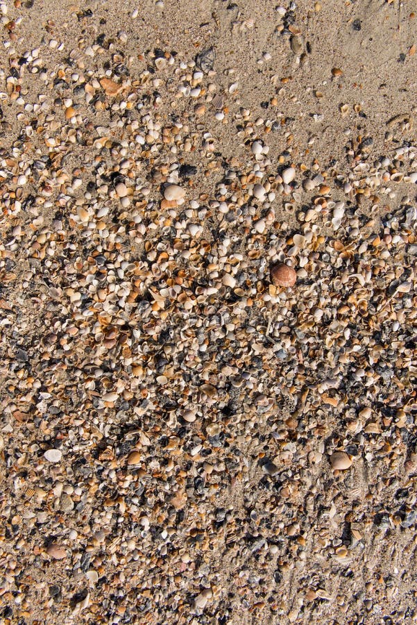 Ocean beach shells stock photo. Image of detail, patterns - 96897752
