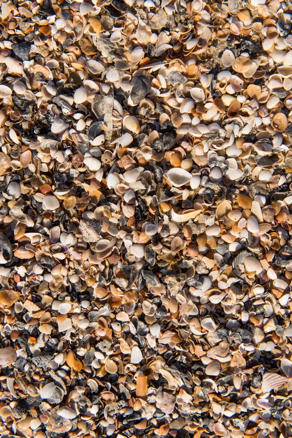 Diverse Sea Shells Collection on Sand Background Stock Photo - Image of ...