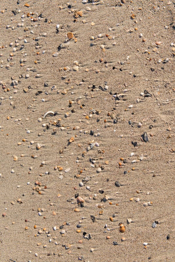 955 Ocean Floor Shells Stock Photos - Free & Royalty-Free Stock Photos ...