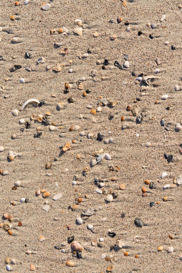 Diverse Sea Shells Collection on Sand Background Stock Photo - Image of ...