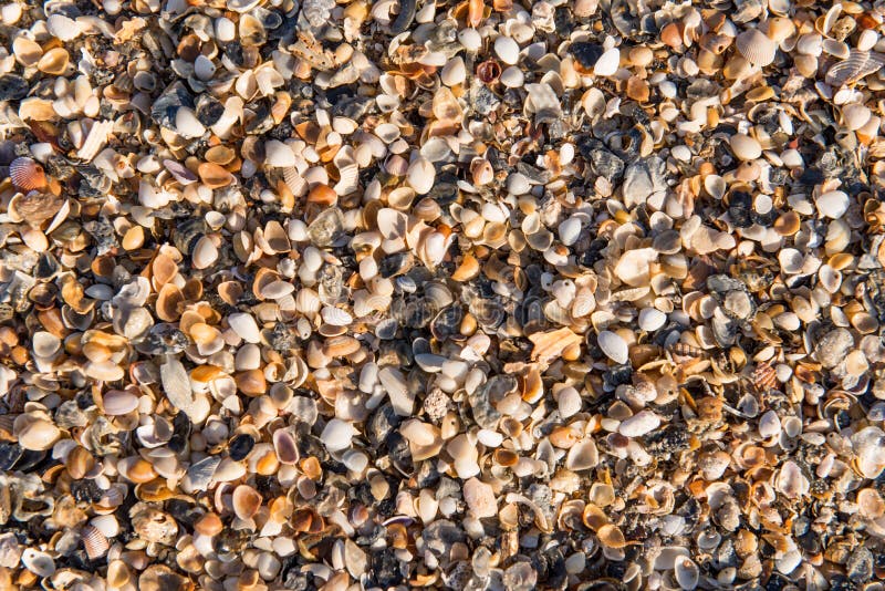 Ocean beach shells stock photo. Image of water, sand - 96898048