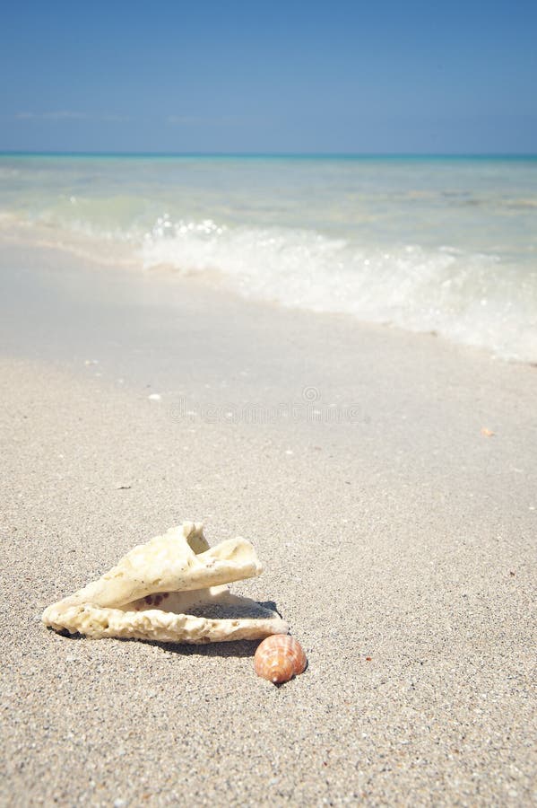 Ocean Beach and Shells on a Tropical Holiday Stock Image - Image of ...
