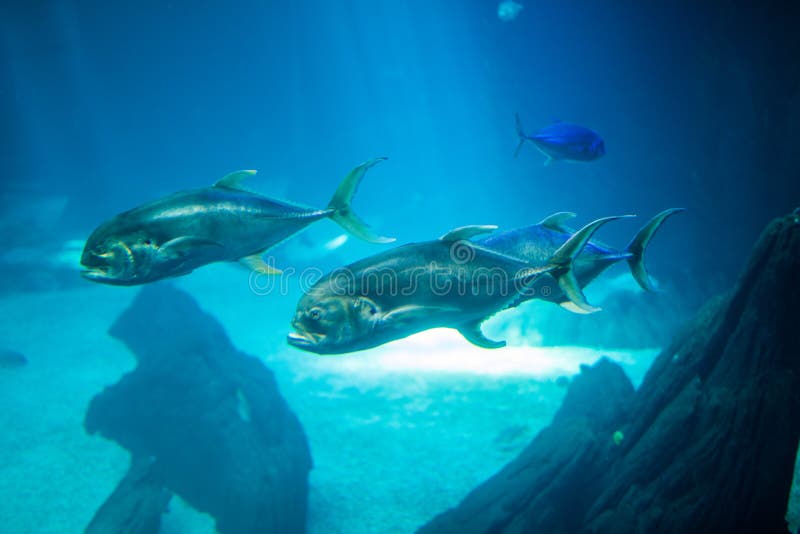 Ocean Big Fish in a Large Aquarium Tank. Lisbon Aquarium. Stock Image ...