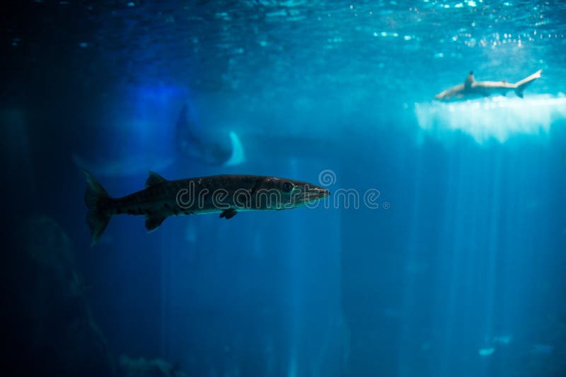 Ocean Big Fish in a Large Aquarium Tank. Lisbon Aquarium. Stock Image ...