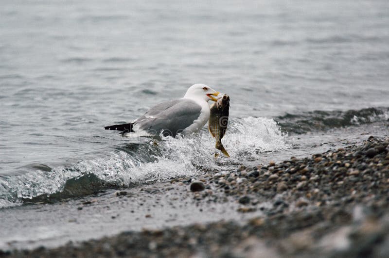 Ocean bird catching fish stock photo. Image of wildlife - 130743698