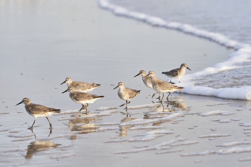 Ocean Birds Running in a Flock Stock Photo - Image of coast, bird ...