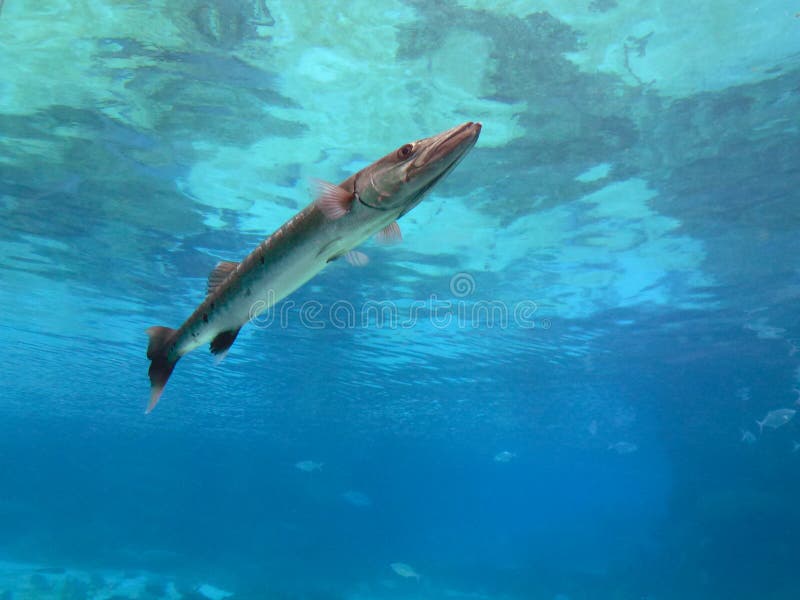 Ocean Blue Barracuda stock image. Image of aquatic, life - 62988119