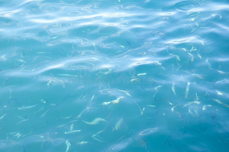 Ocean Blue Water with Fish. Summer Vacation Stock Photo - Image of lake ...