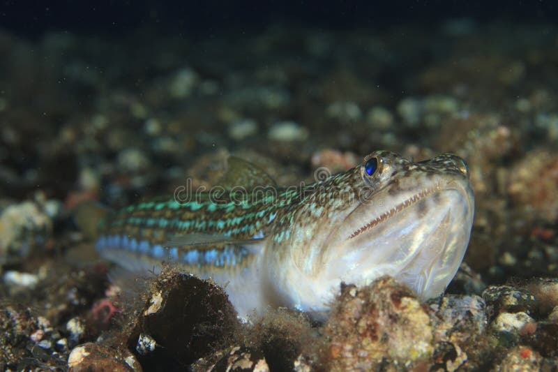 Ocean Bottom Fish Rests Peacefully Stock Photos - Free & Royalty-Free ...