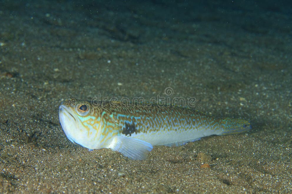 An Ocean Bottom Fish Rests Peacefully on the Sand Underwater Stock ...