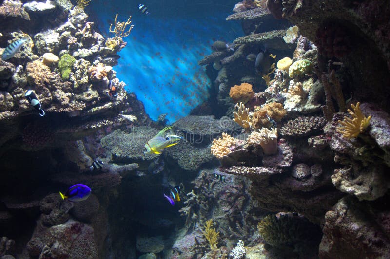 Ocean bottom stock photo. Image of tourism, scuba, swim - 54140392