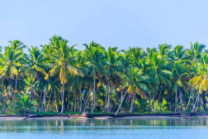 Ocean coastline with trees stock photo. Image of beach - 61604544
