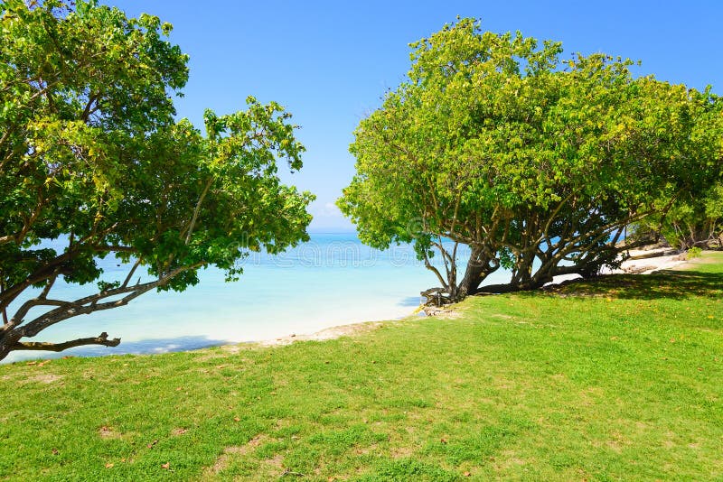 Ocean coastline with trees stock photo. Image of beauty - 61604546