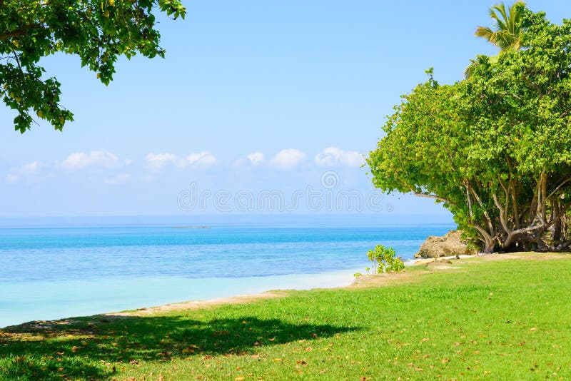 Ocean coastline with trees stock image. Image of nature - 61605027