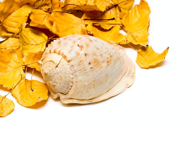 Ocean cockleshell stock image. Image of roll, rough, marine - 7173387