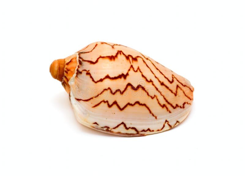 Ocean cockleshell stock image. Image of pink, aquatic - 7621331