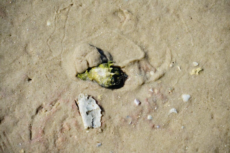 Ocean conch body stock photo. Image of sand, soft, touch - 173459468