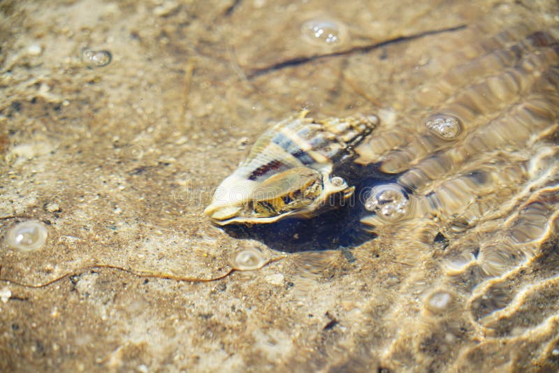 Ocean conch body stock photo. Image of nice, white, animal - 173904592