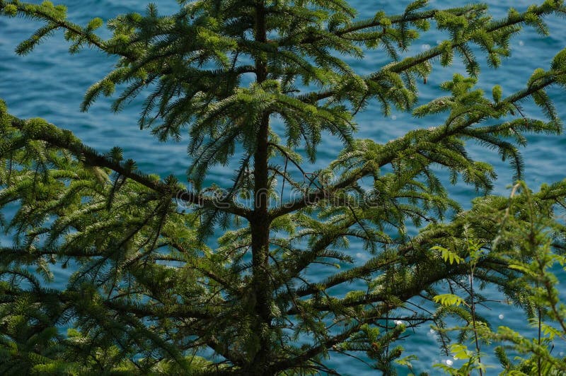 Ocean through the Conifer stock image. Image of water - 157721989