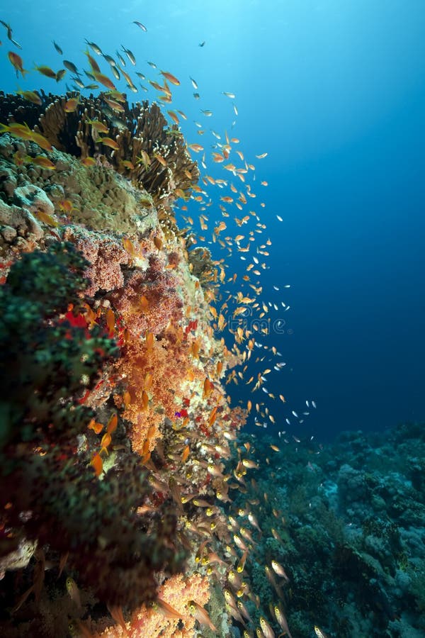 Ocean and coral stock photo. Image of ocean, relaxation - 11736302