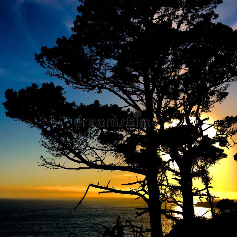 Ocean Cove Sunset stock image. Image of tree, cove, sunset - 60824907