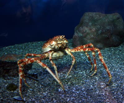 Ocean crab stock image. Image of colour, aquatic, orange - 1861445