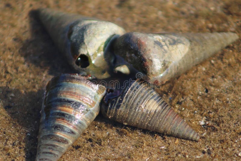 Ocean Creature Telescopium Snails in the Water Stock Photo - Image of ...